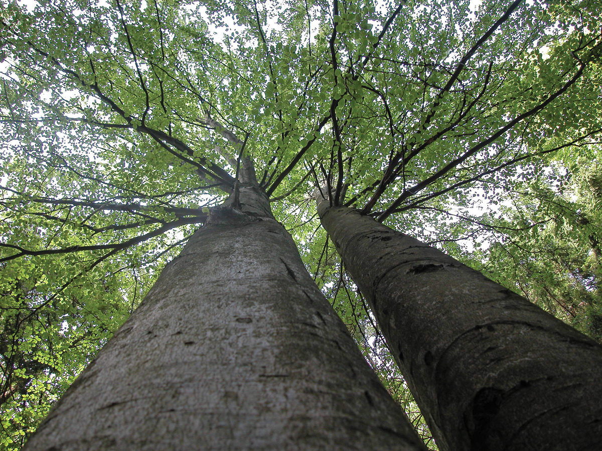 Trees_Leafy_Canopy - Life Skills Resource
